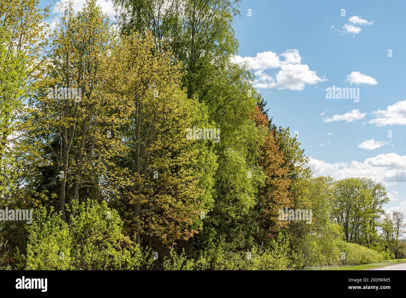 trees frozen in spring frosts are colored in colorful shades, cold ...