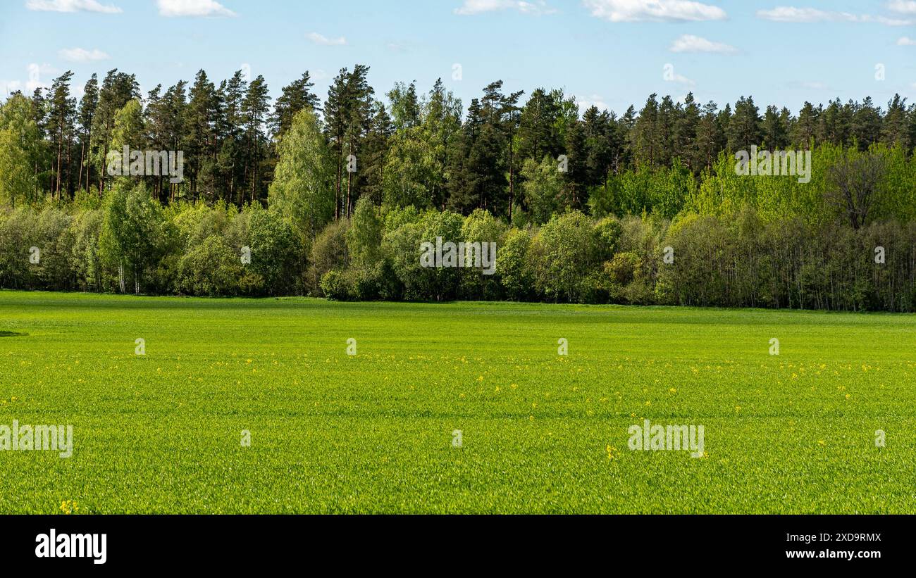 landscape with bright green field and bright trees, first green of ...