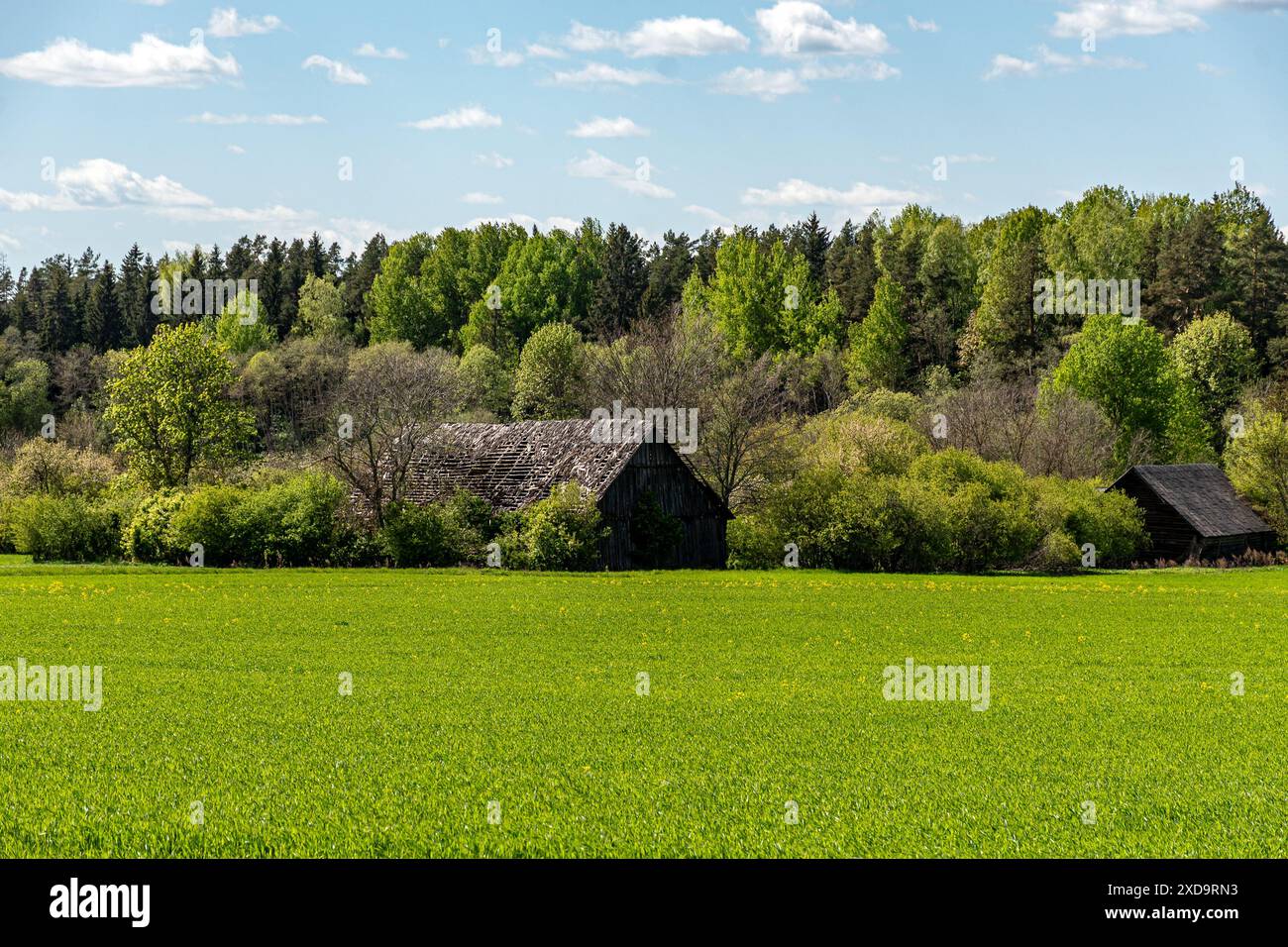 landscape with bright green field and bright trees, first green of ...
