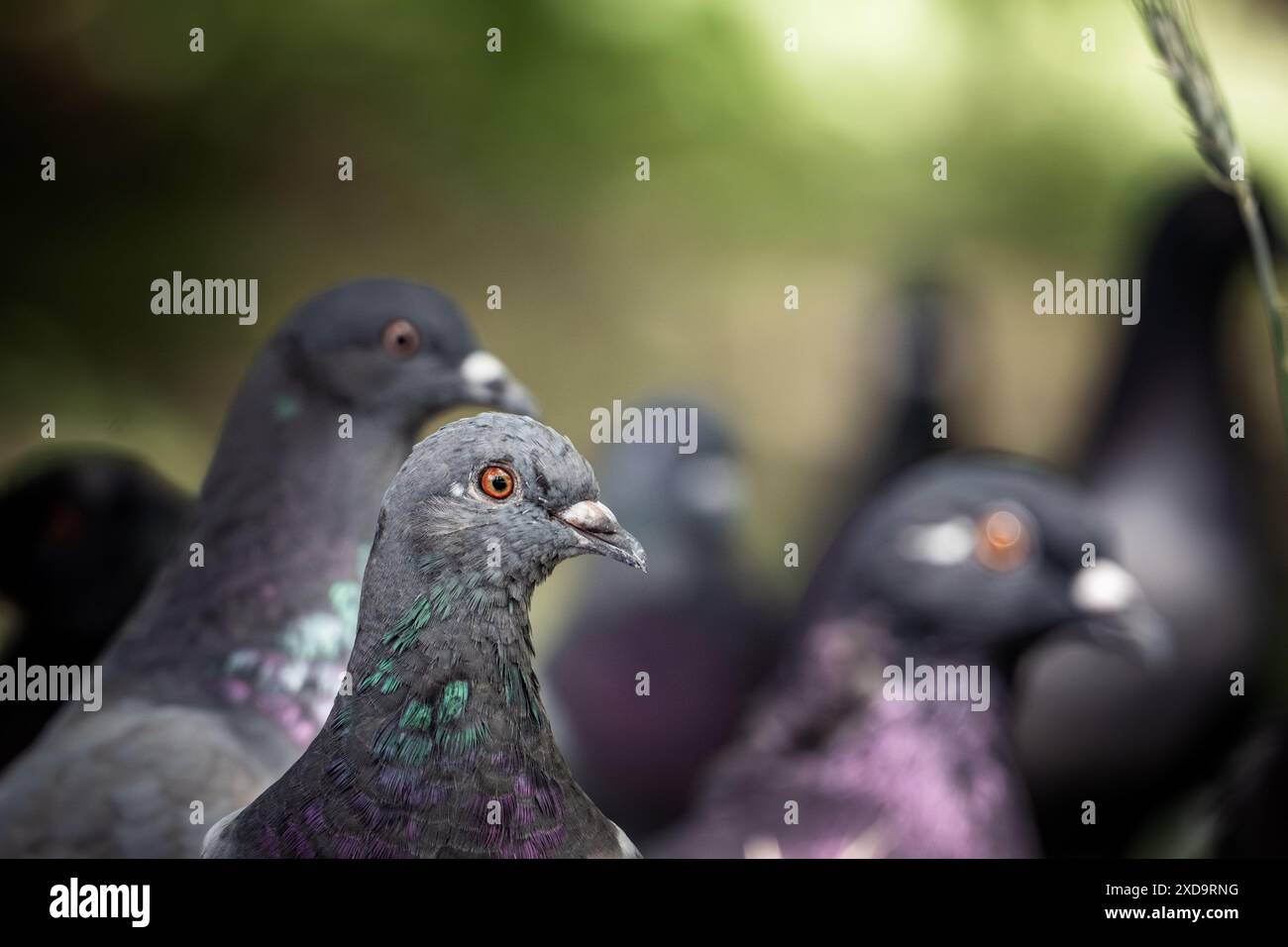 Group of avian species hi-res stock photography and images - Alamy