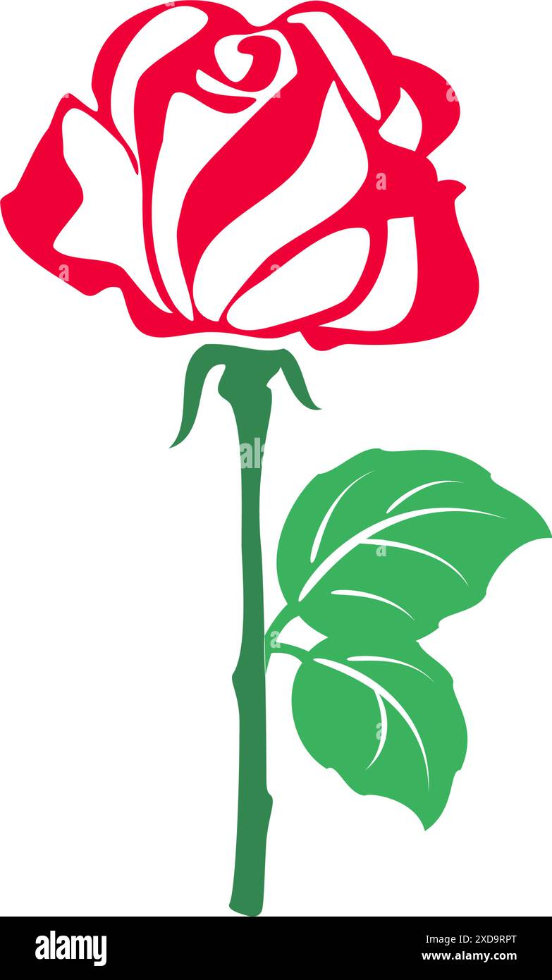Rose flower with green leaves, vector illustration isolated on white ...