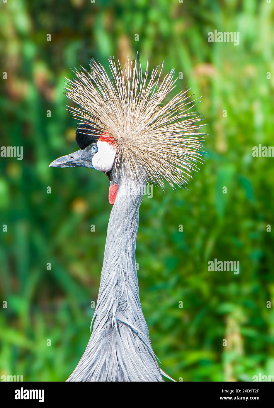 Great Crested Crane Stock Photo - Alamy