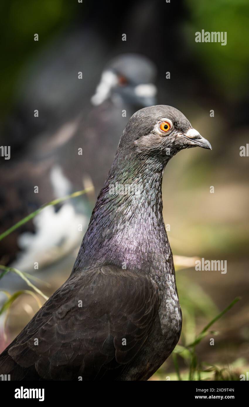 Avian life urban setting hi-res stock photography and images - Alamy