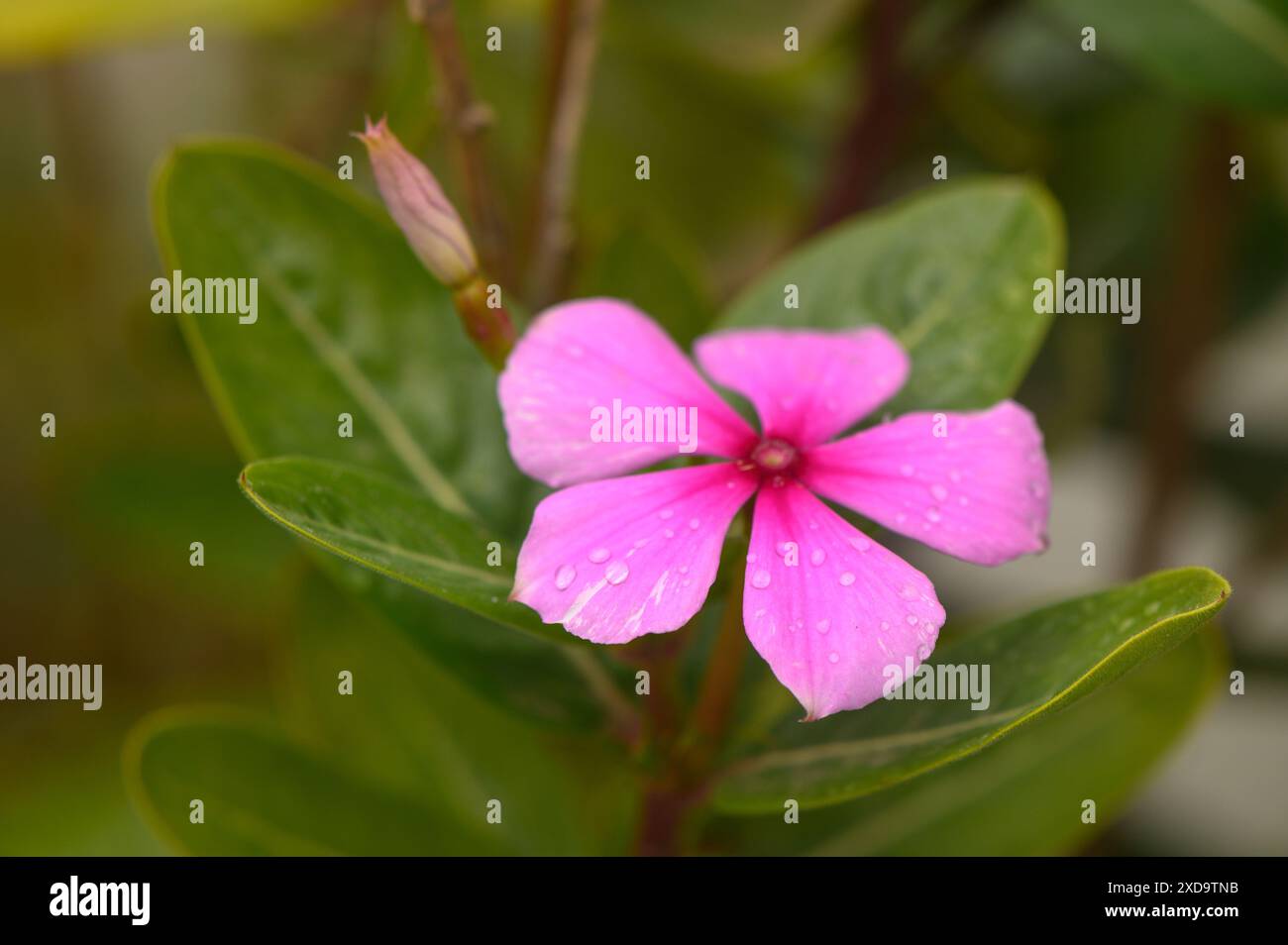 Madagascar periwinkle-Rosy Periwinkle-Catharanthus roseus with rain ...