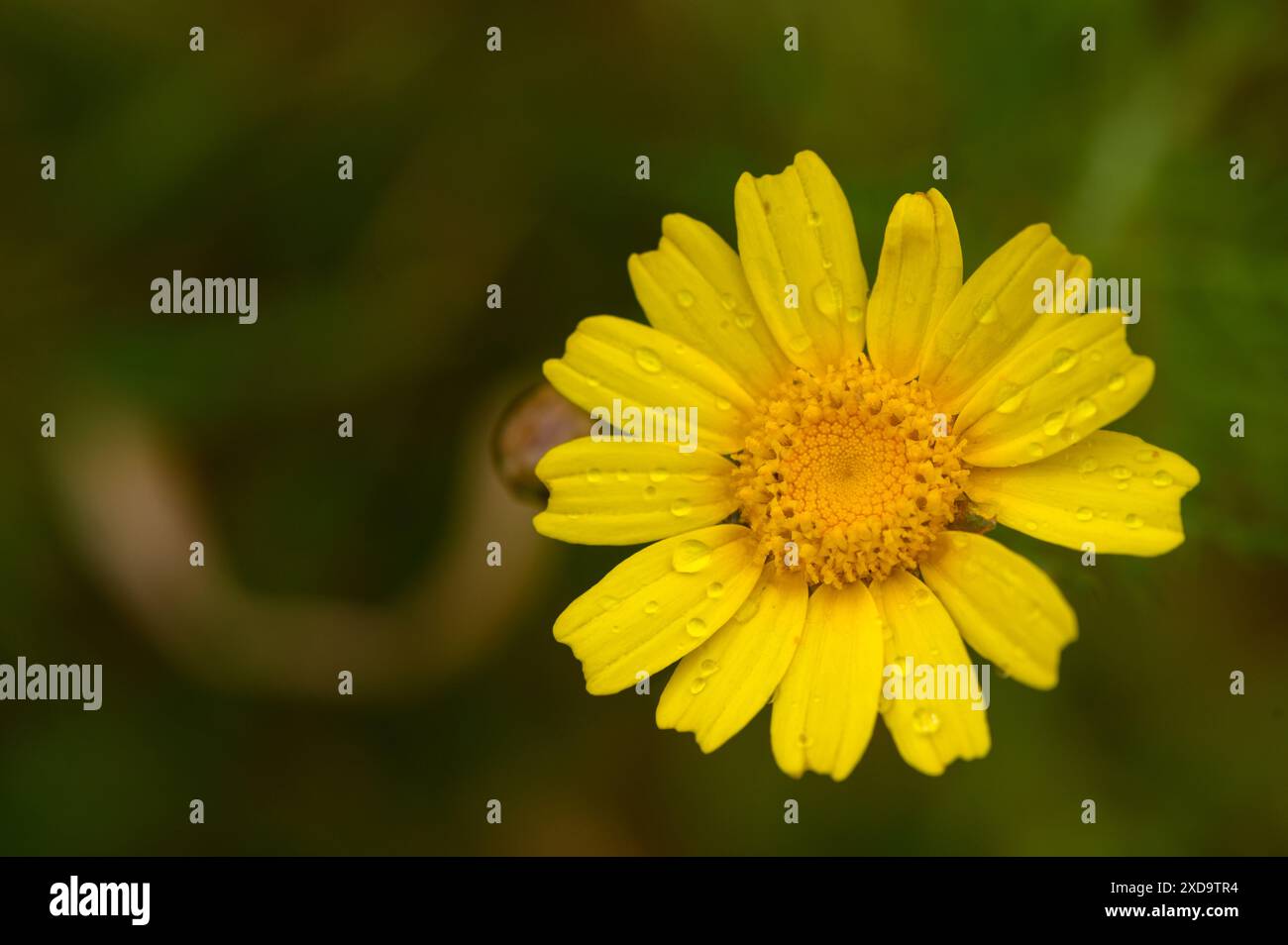 Mediterranean yellow daisy flower 2 Stock Photo - Alamy
