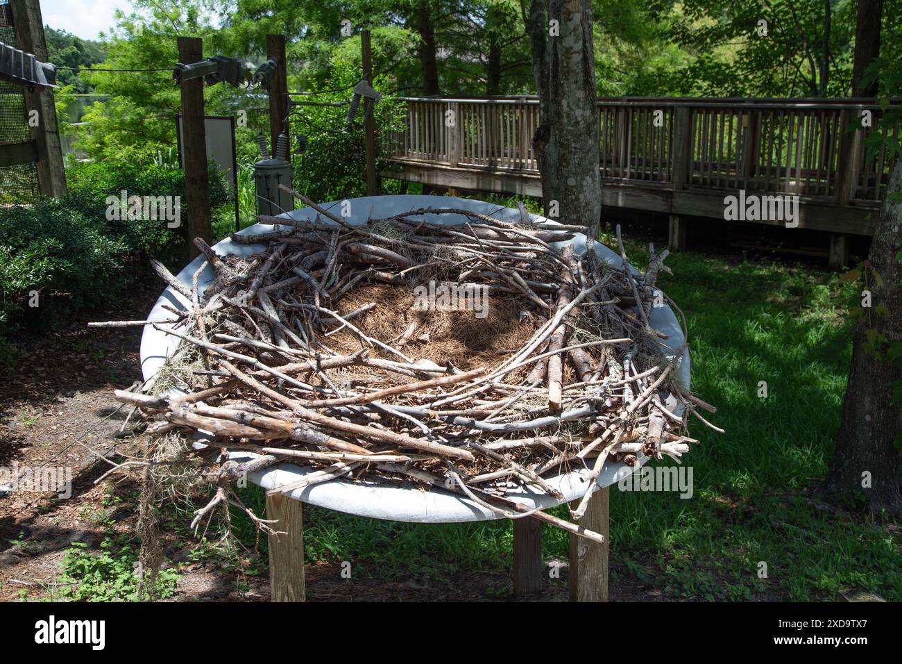Protecting eagle nests hi-res stock photography and images - Alamy