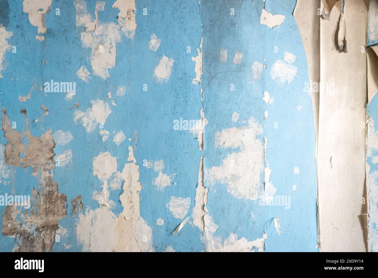 deteriorated wall covered with blue paper in an abandoned house ...