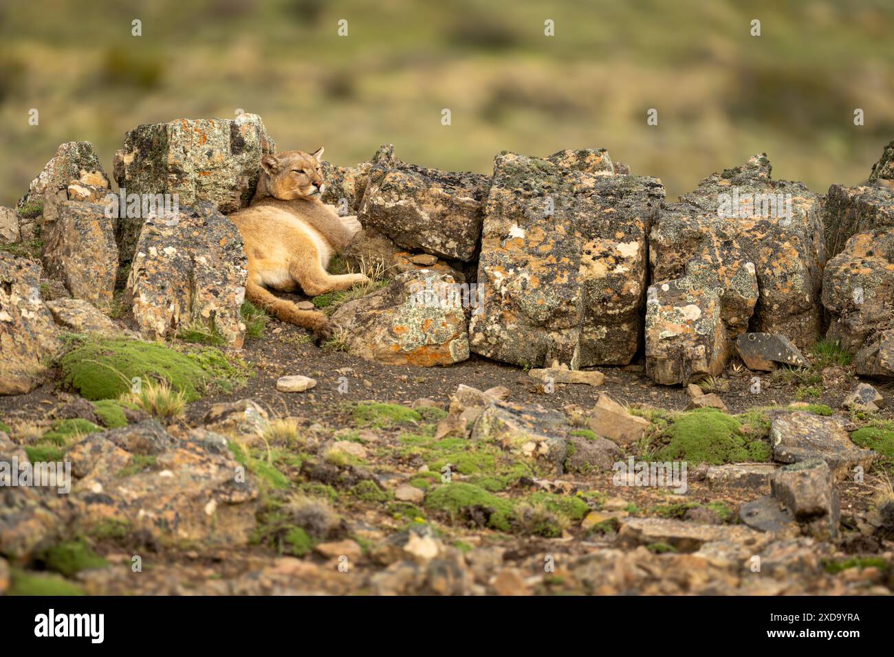 Puma lies between rocks on grassy ridge Stock Photo - Alamy