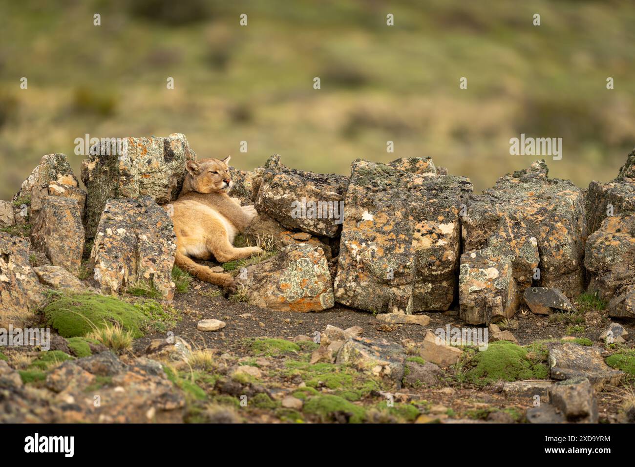 Puma lies between rocks on grassy hilltop Stock Photo - Alamy