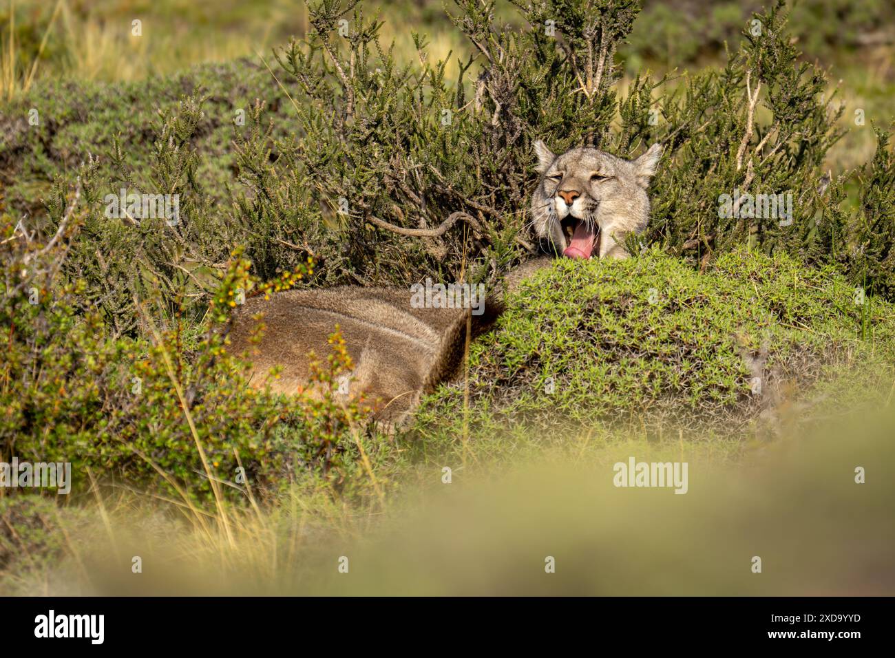 Yawning mountain lion hi-res stock photography and images - Alamy