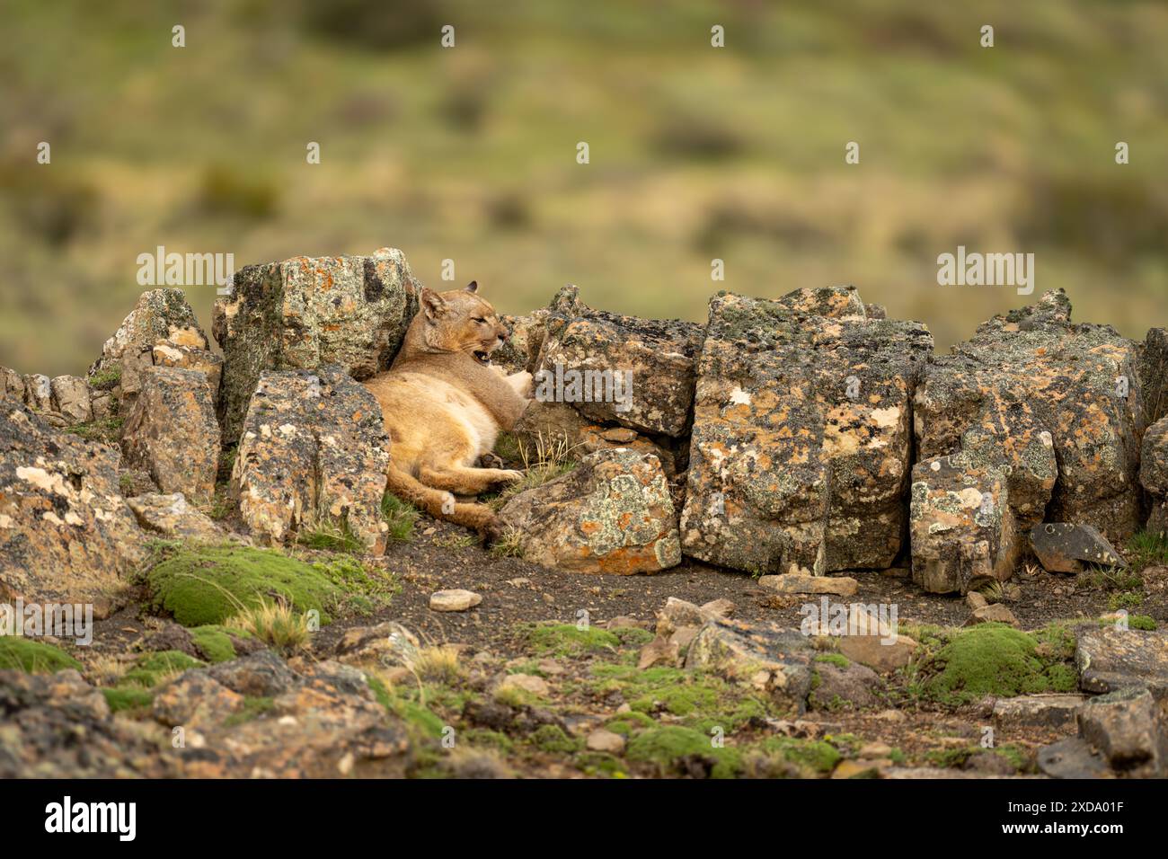 Puma lies yawning between rocks on hillside Stock Photo - Alamy