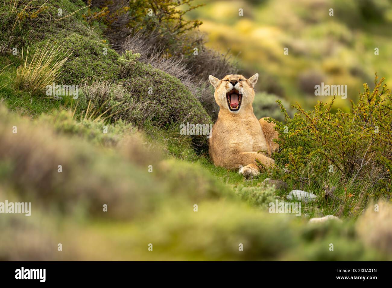 Puma lies yawning in bushes facing camera Stock Photo - Alamy