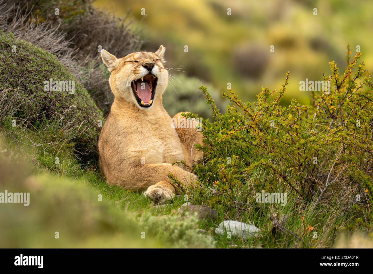 Puma lies yawning in bushes turning head Stock Photo - Alamy