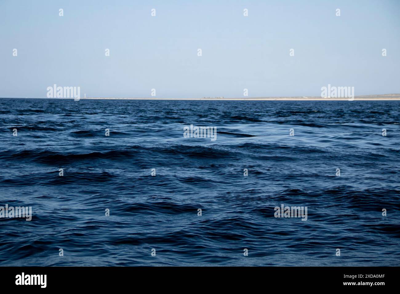 A vortex caused by a school of Munk's Devil Rays aka Mobula Rays ...