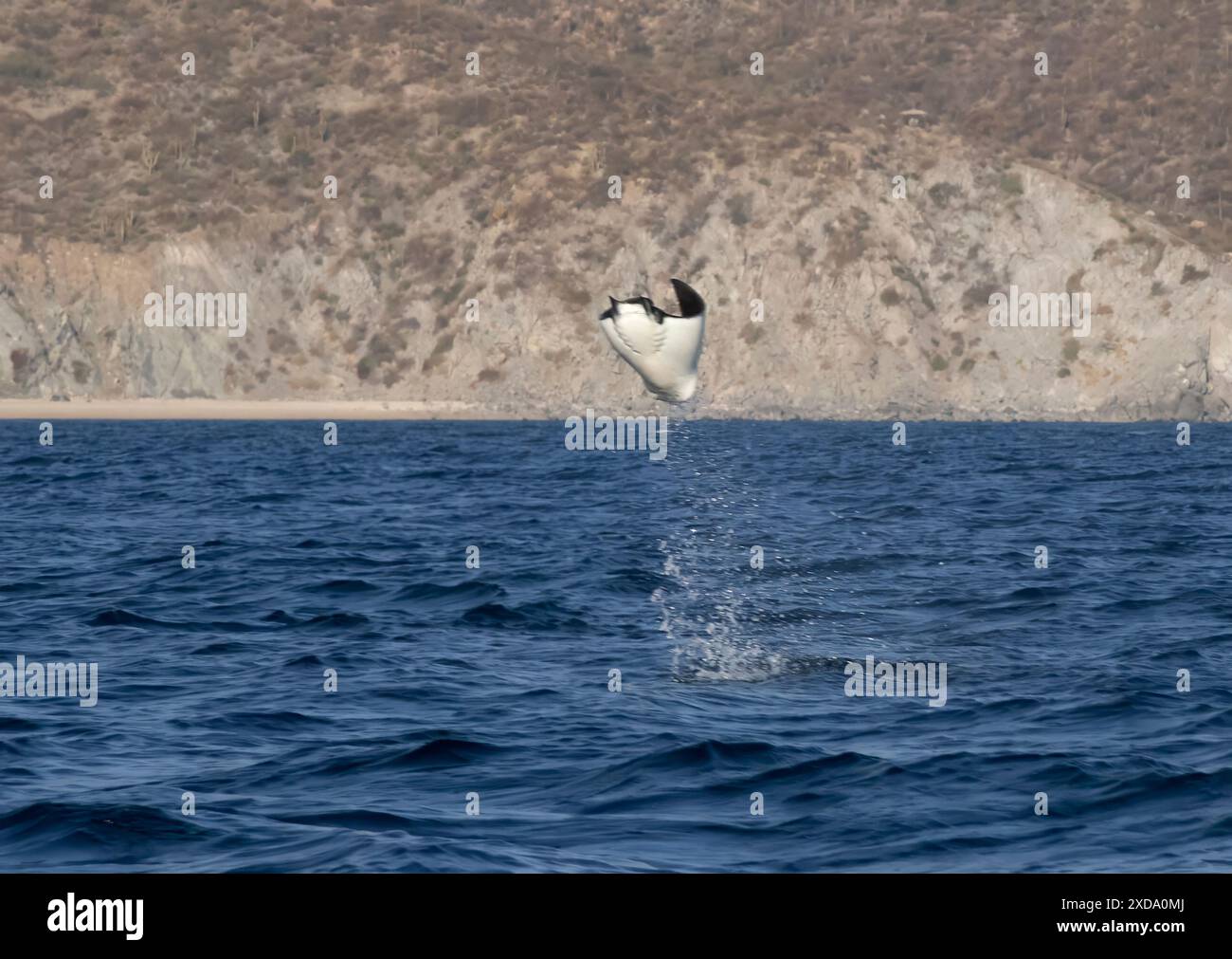 Munk's Devil Rays aka Mobula Rays (Mobula munkiana) in jumping out of ...