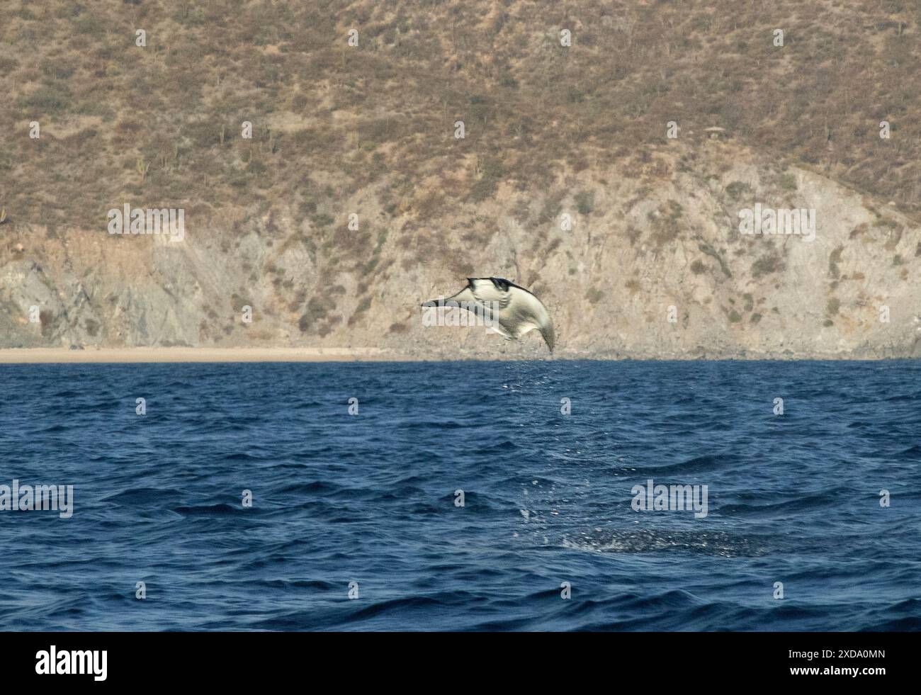 Munk's Devil Rays aka Mobula Rays (Mobula munkiana) in jumping out of ...