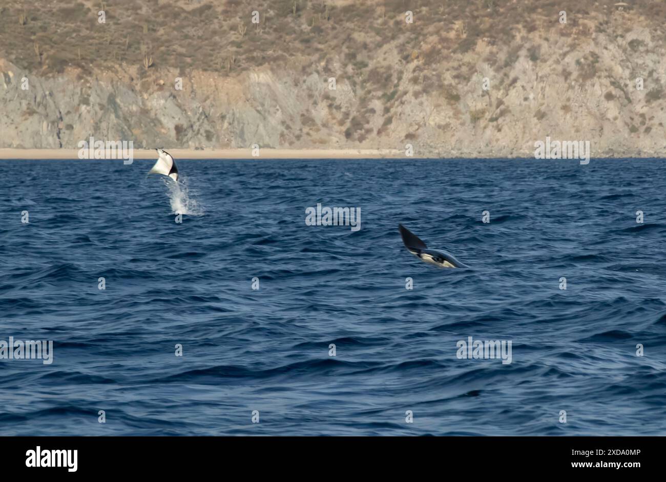 Munk's Devil Rays aka Mobula Rays (Mobula munkiana) in jumping out of ...