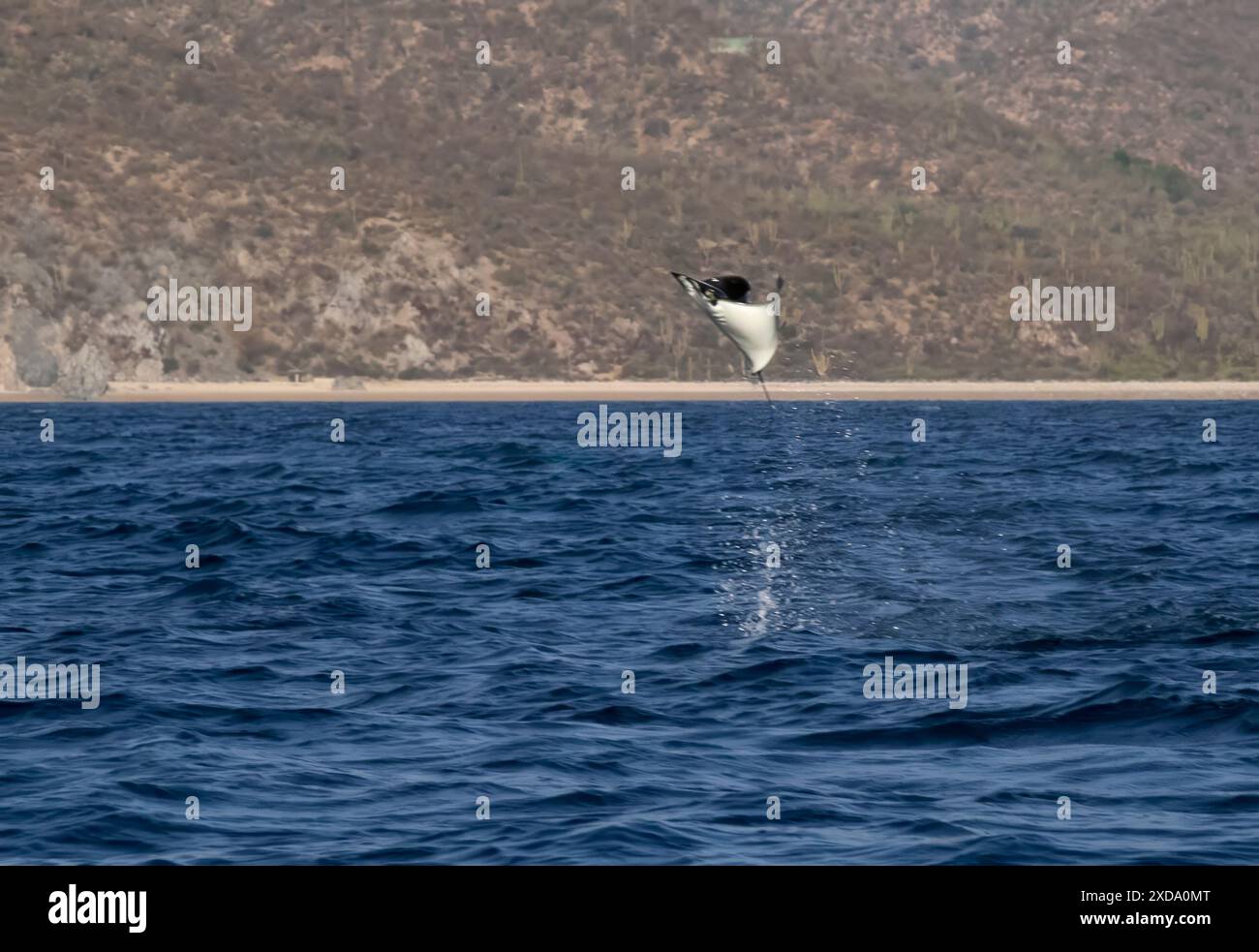 Munk's Devil Rays aka Mobula Rays (Mobula munkiana) in jumping out of ...