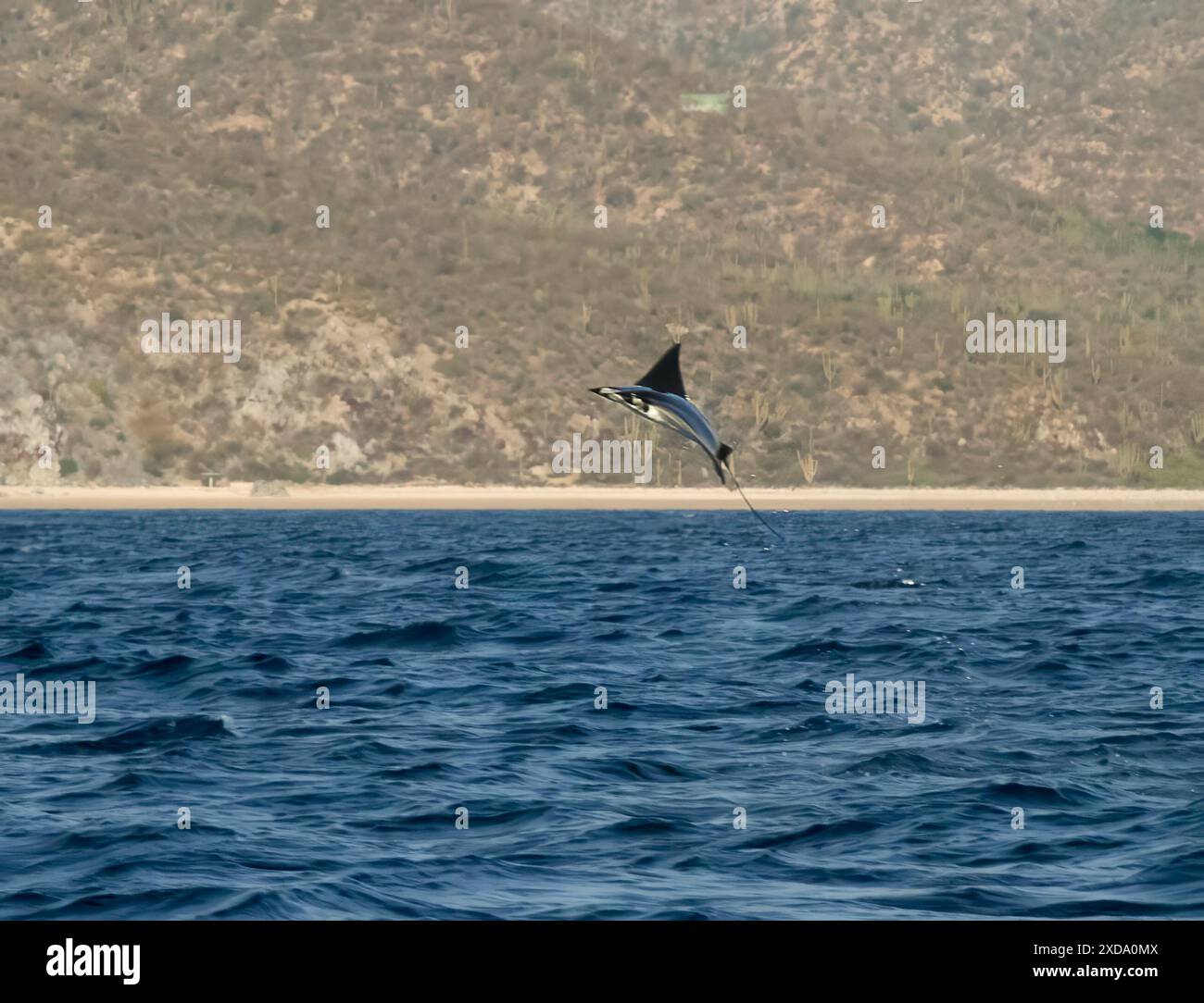 Munk's Devil Rays aka Mobula Rays (Mobula munkiana) in jumping out of ...