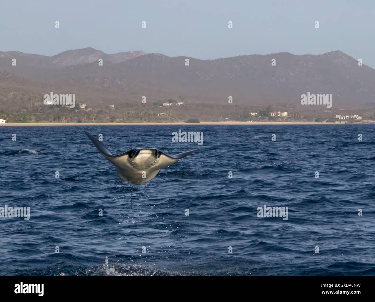 Munk's Devil Rays aka Mobula Rays (Mobula munkiana) in jumping out of ...
