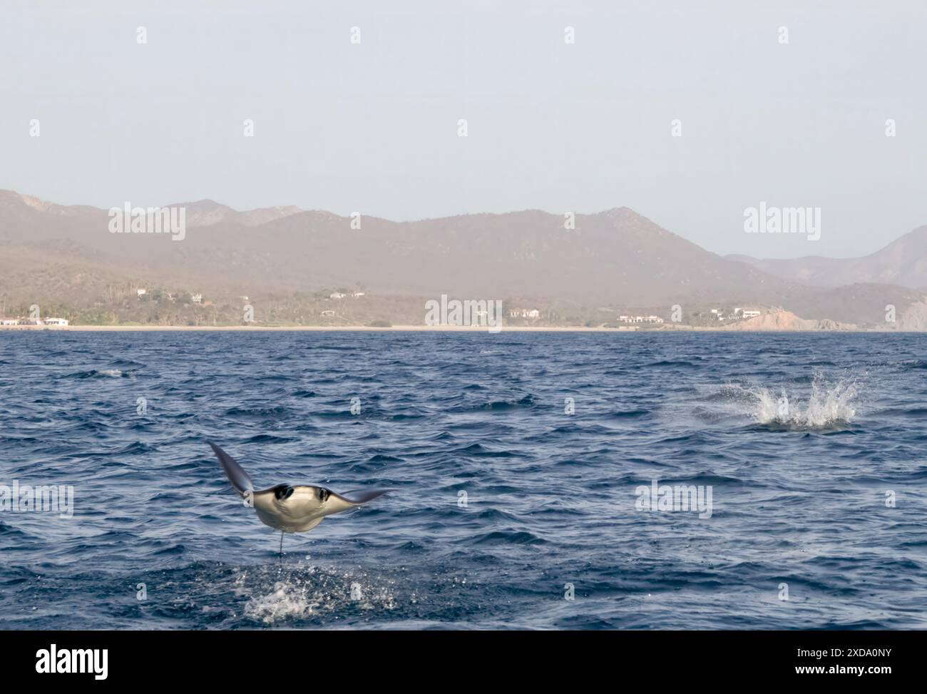 Munk's Devil Rays aka Mobula Rays (Mobula munkiana) in jumping out of ...