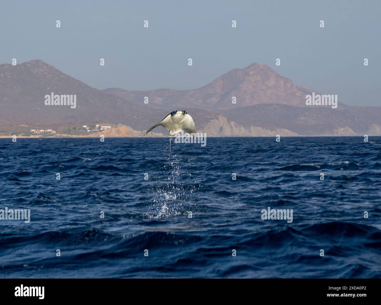 Munk's Devil Rays aka Mobula Rays (Mobula munkiana) in jumping out of ...