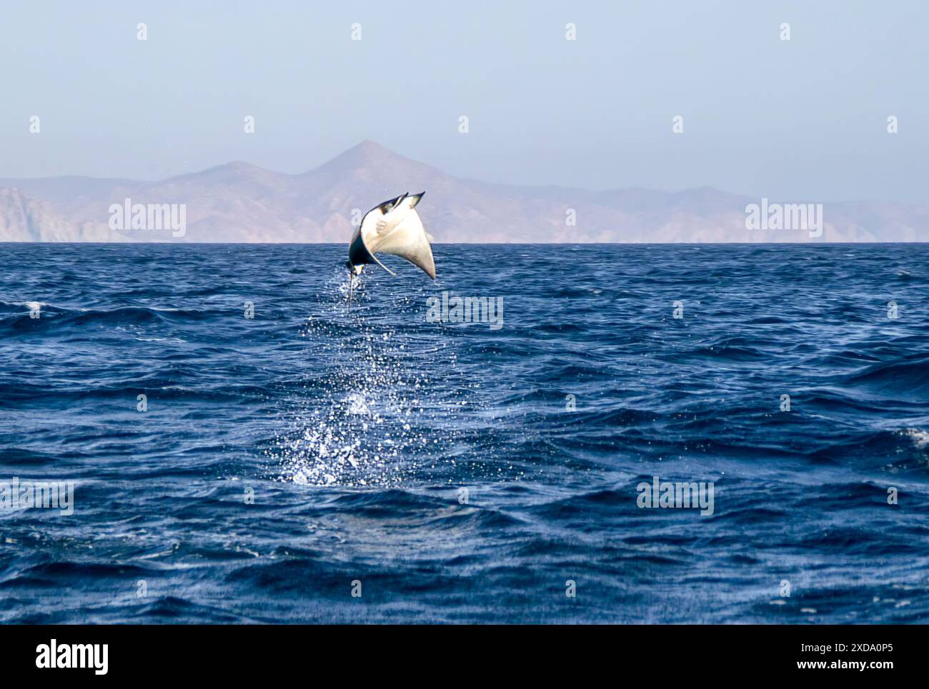 Munk's Devil Rays aka Mobula Rays (Mobula munkiana) in jumping out of ...