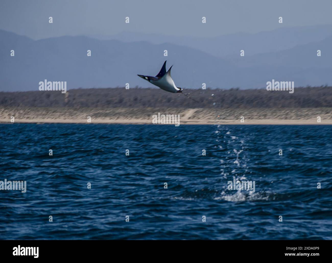 Munk's Devil Rays aka Mobula Rays (Mobula munkiana) in jumping out of ...