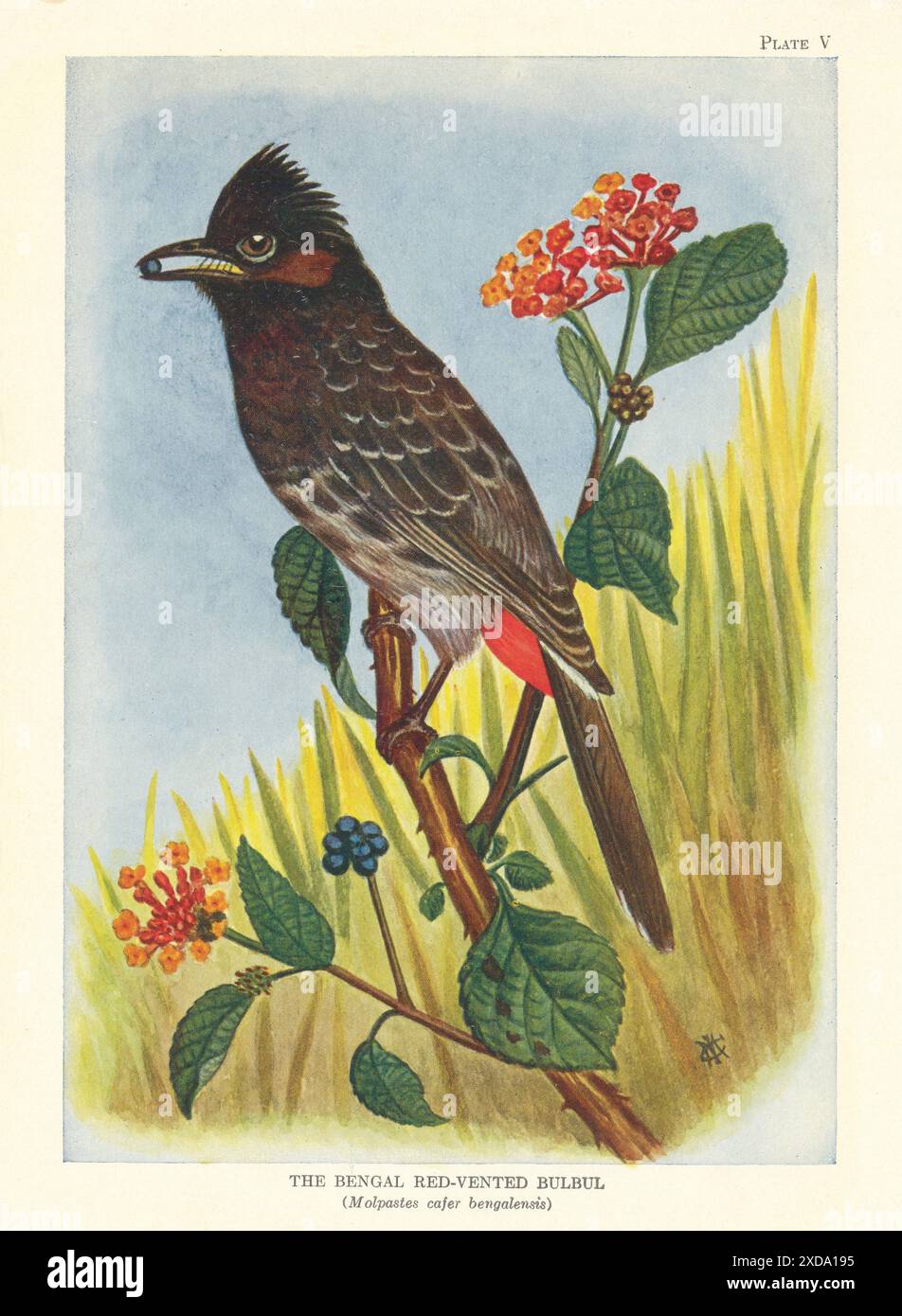 Bengal Red-Vented Bulbul (Molpastes cafer bengalensis). Indian Birds ...