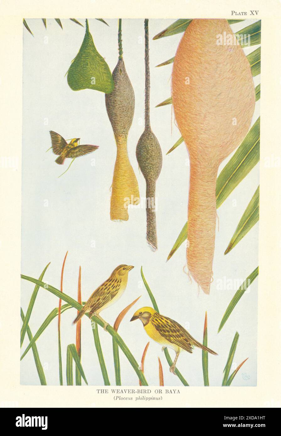 Weaver-Bird or Baya (Ploceus philippinus). Indian Birds 1936 old ...