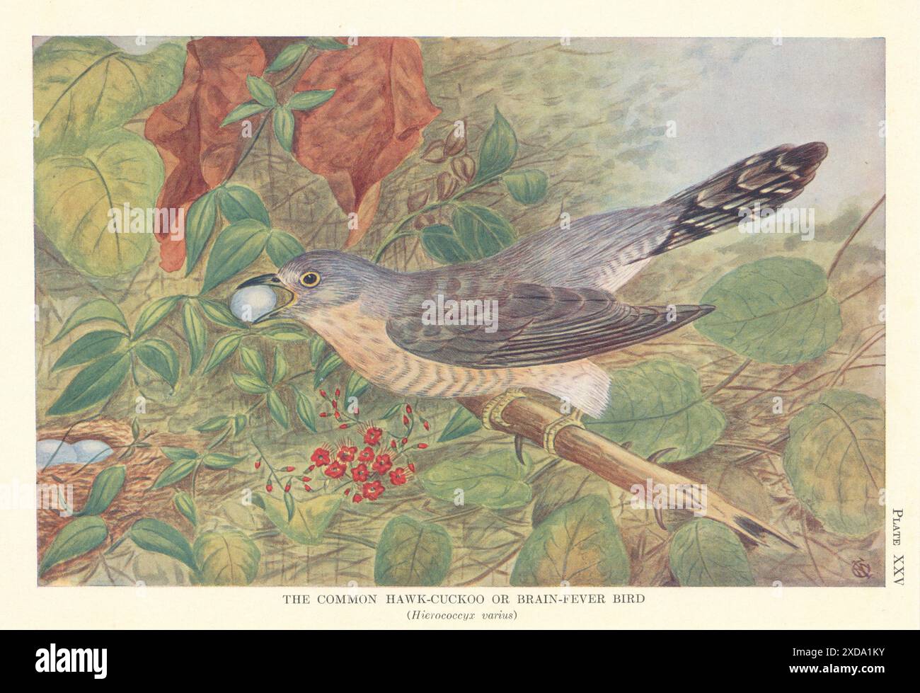 Indian Cuckoo Bird Drawing