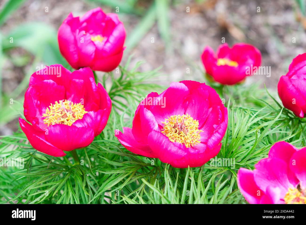 Paeonia tenuifolia also known as the fernleaf peony provides colour in ...