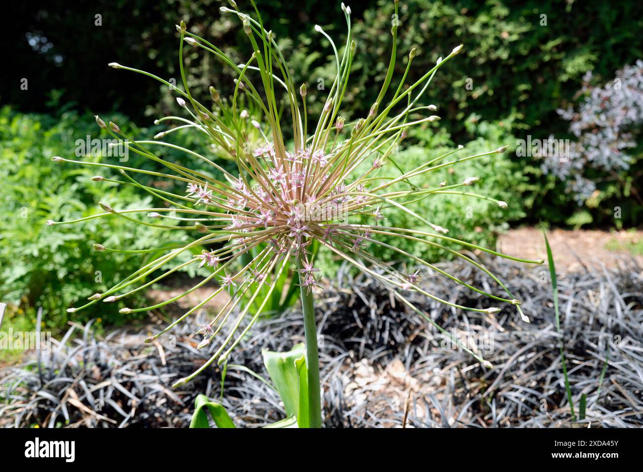 The seed head of the unusual ornamental onion Allium Schubertii ...