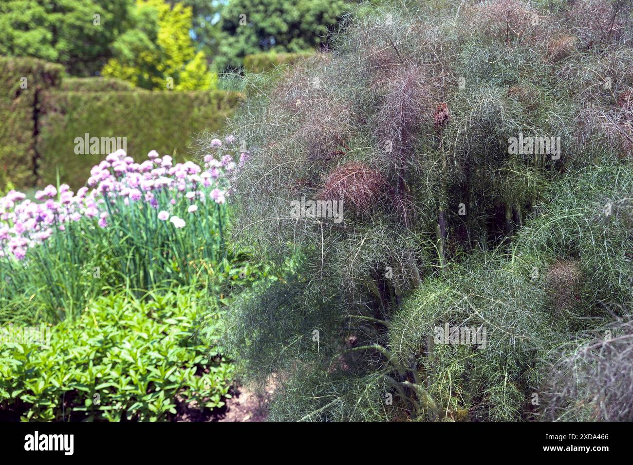 Bronze Fennel Foeniculum vulgare Purpurascens has wispy fine foliage ...