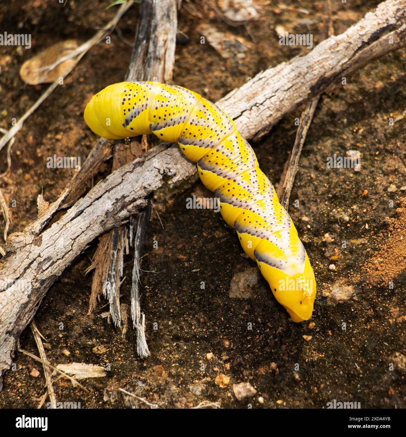 Acheronita atropos hi-res stock photography and images - Alamy