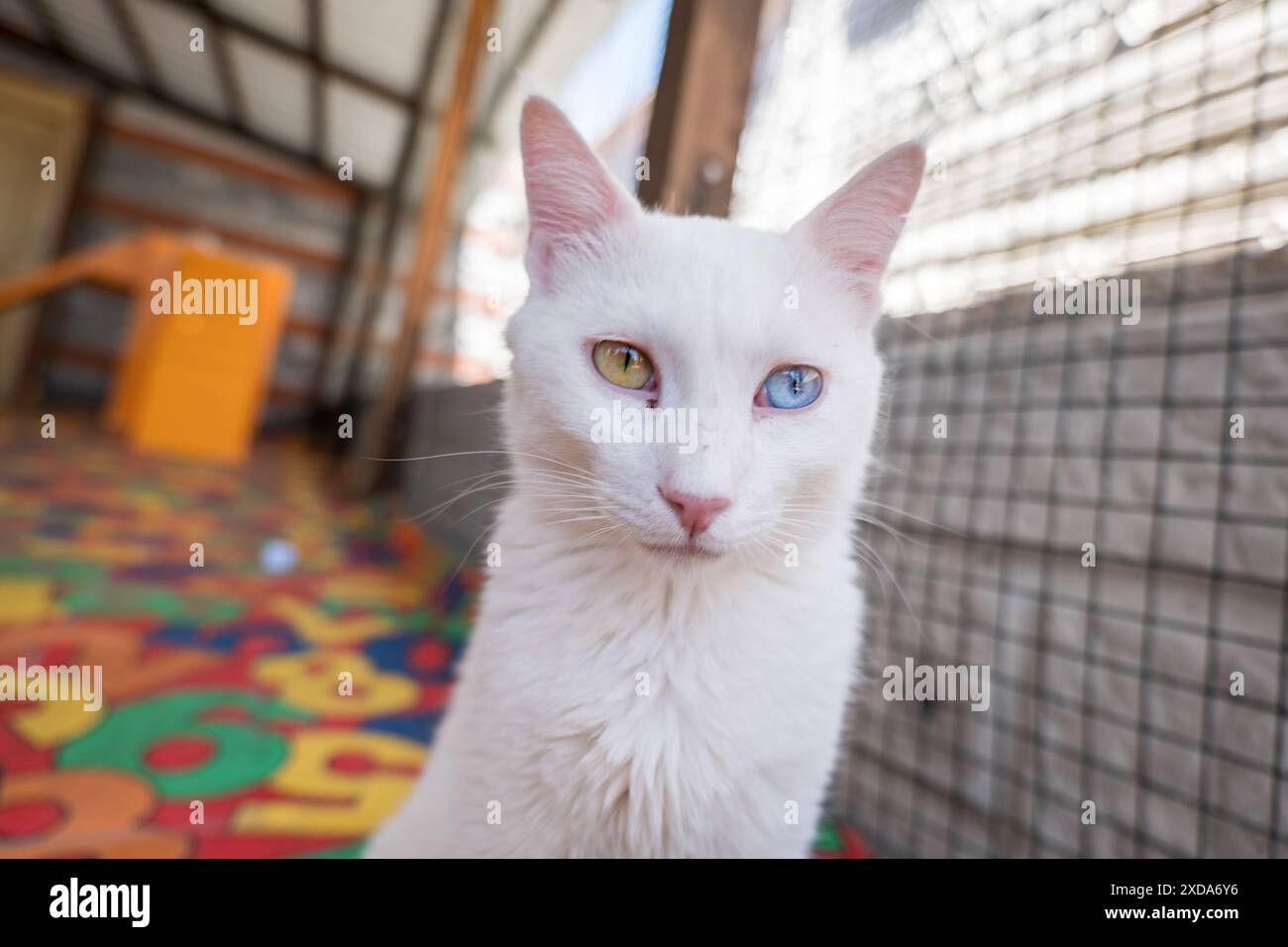 Van cat, a famous cat breed with heterochromia. a white cat with blue ...