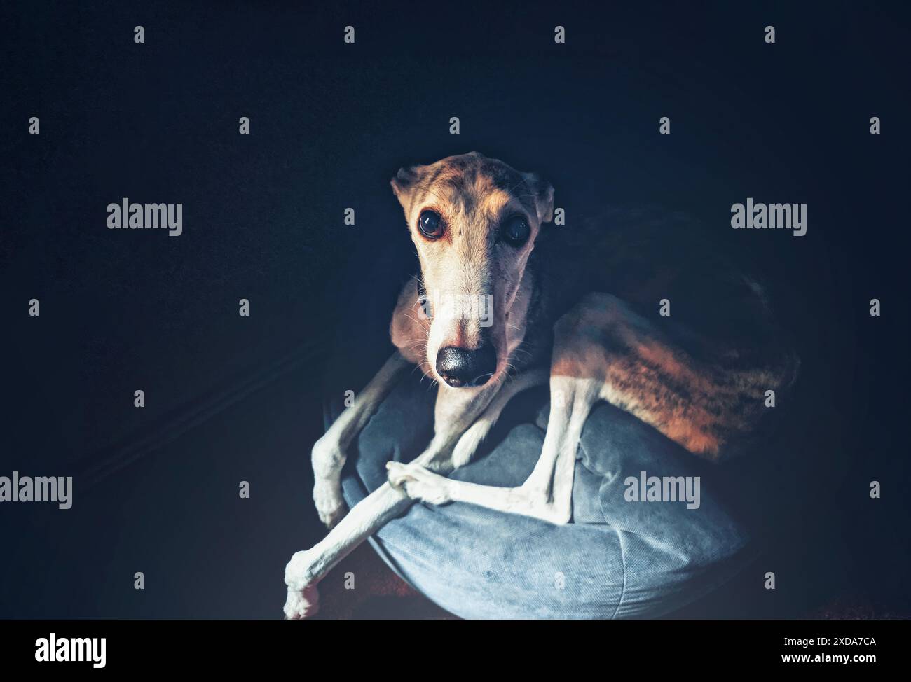 Dog of the Galgo breed is lying on couch, looking at camera on a black ...