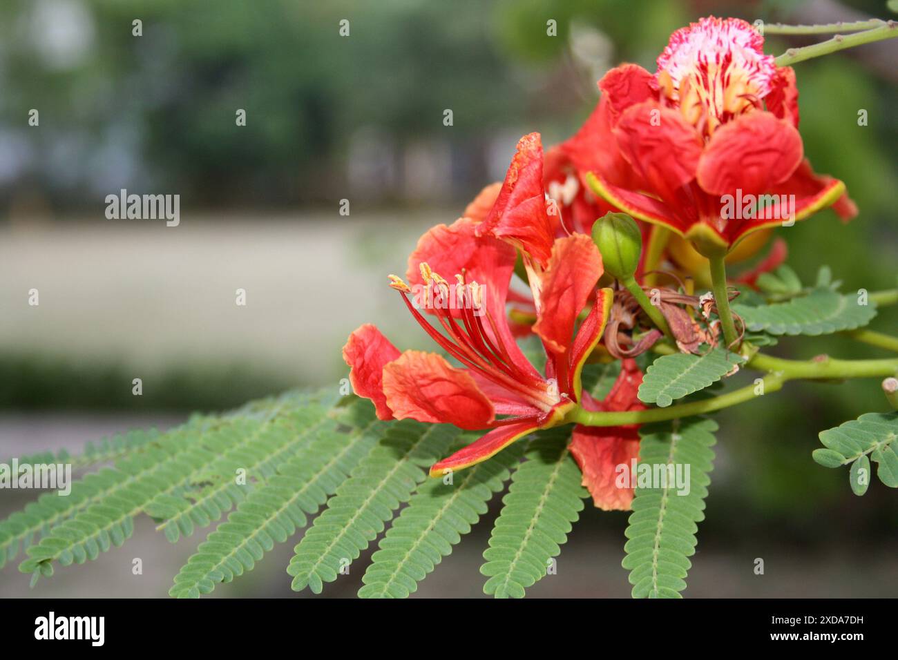 Poinciana tree seed pods hi-res stock photography and images - Alamy