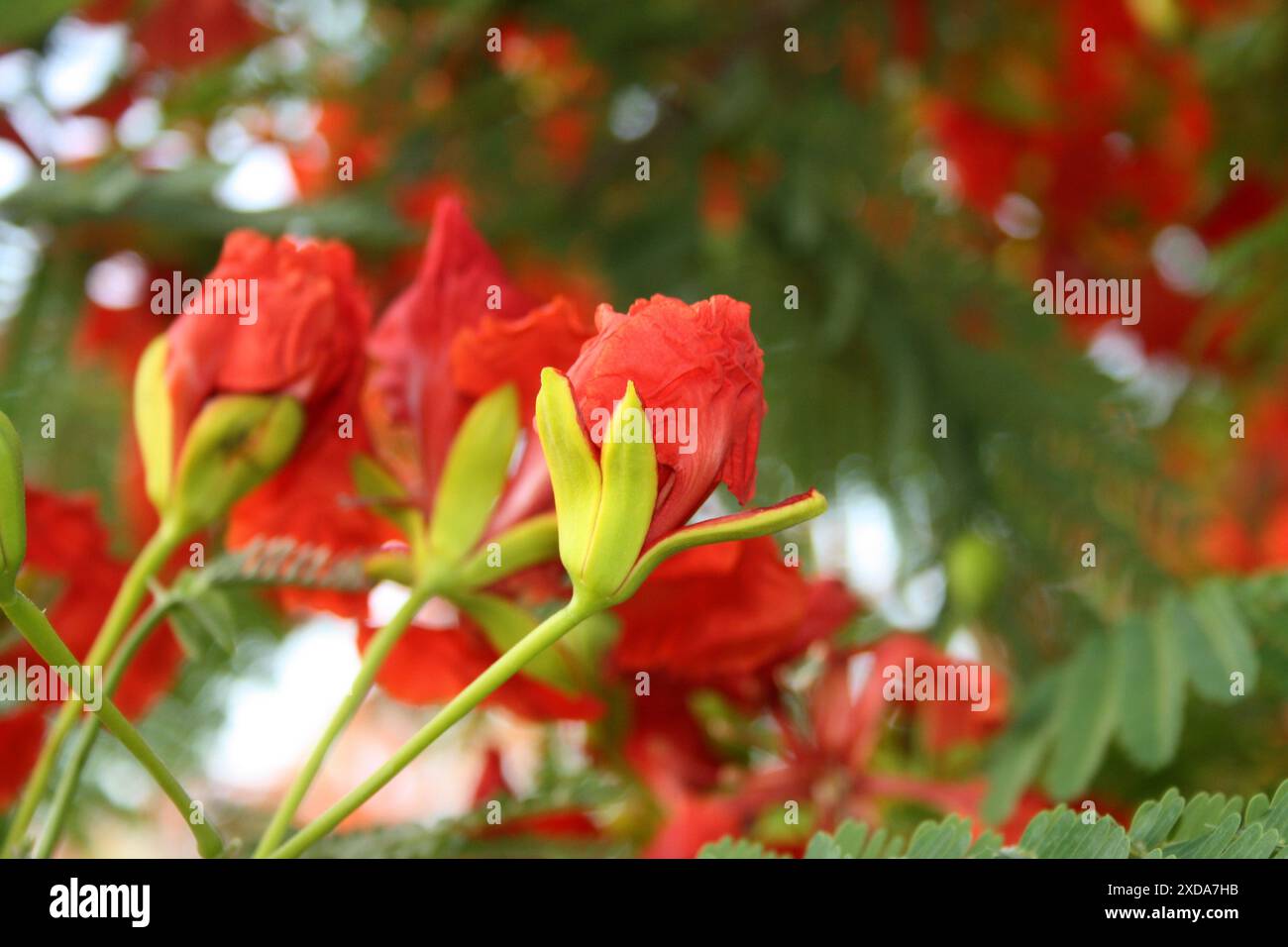 Gulmohar pods hi-res stock photography and images - Alamy