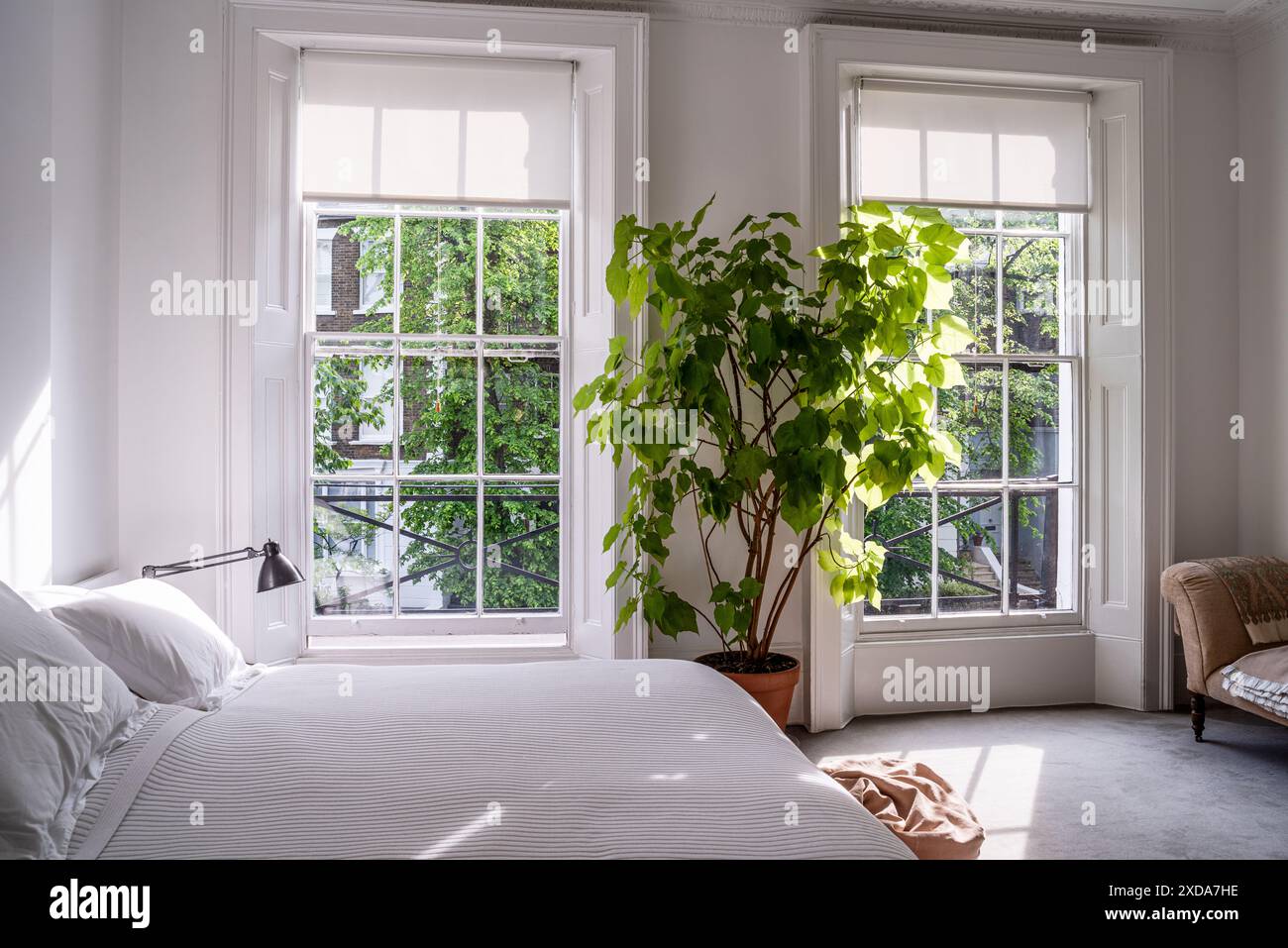 Large houseplant in sunlit window of Grade II listed Victorian terrace ...