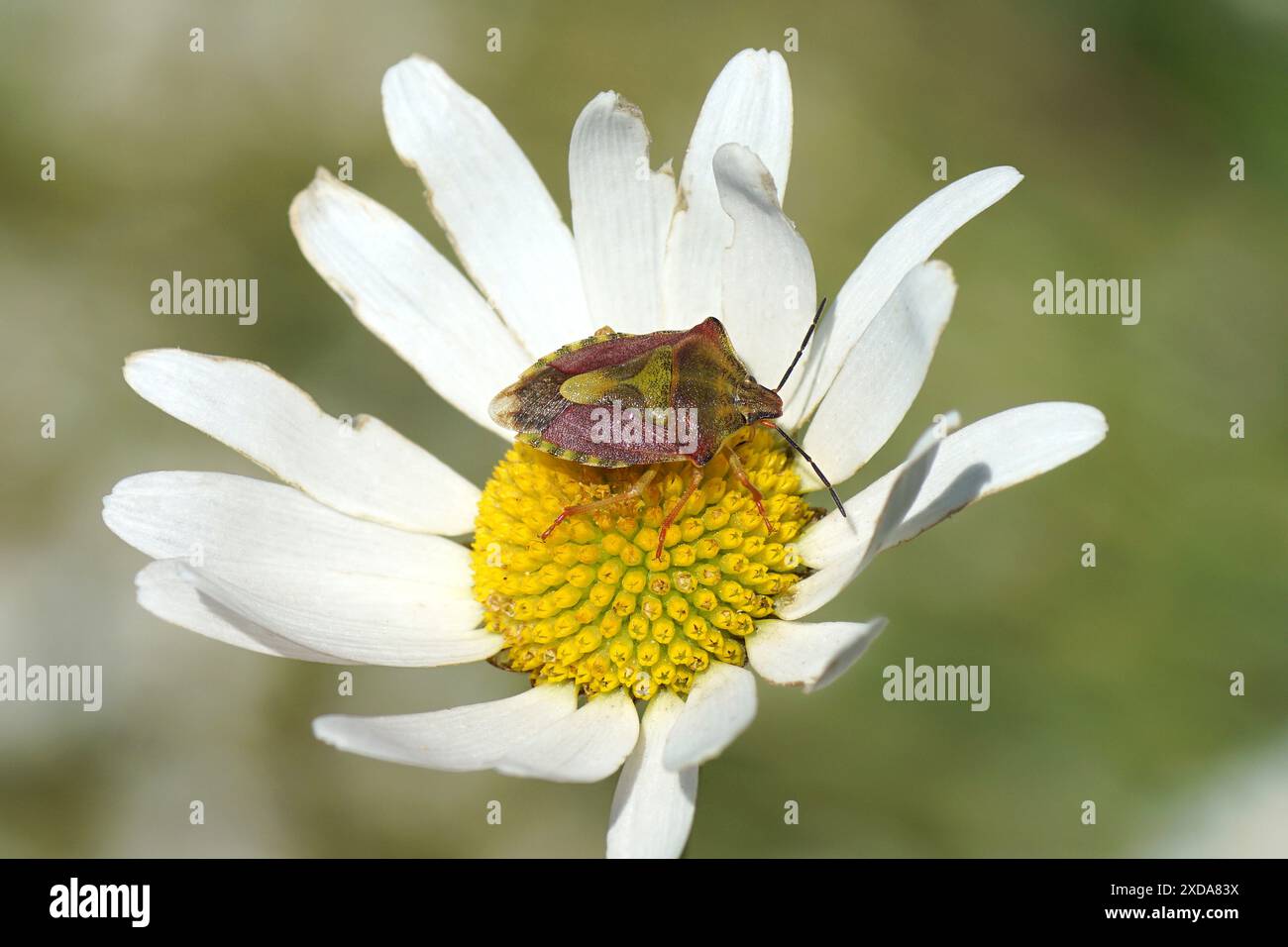 Close up shield bug named Carpocoris purpureipennis, family ...