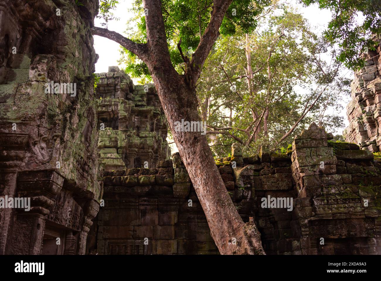Angkor Thom, ancient temple ruins in Cambodia jungle with trees growing ...