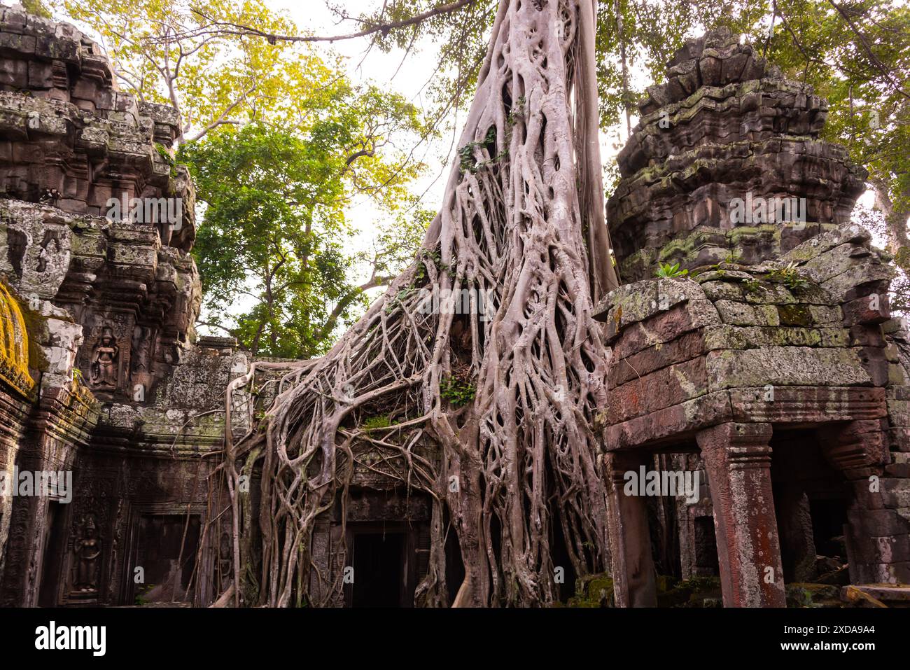 Angkor Thom, ancient temple ruins in Cambodia jungle with trees growing ...