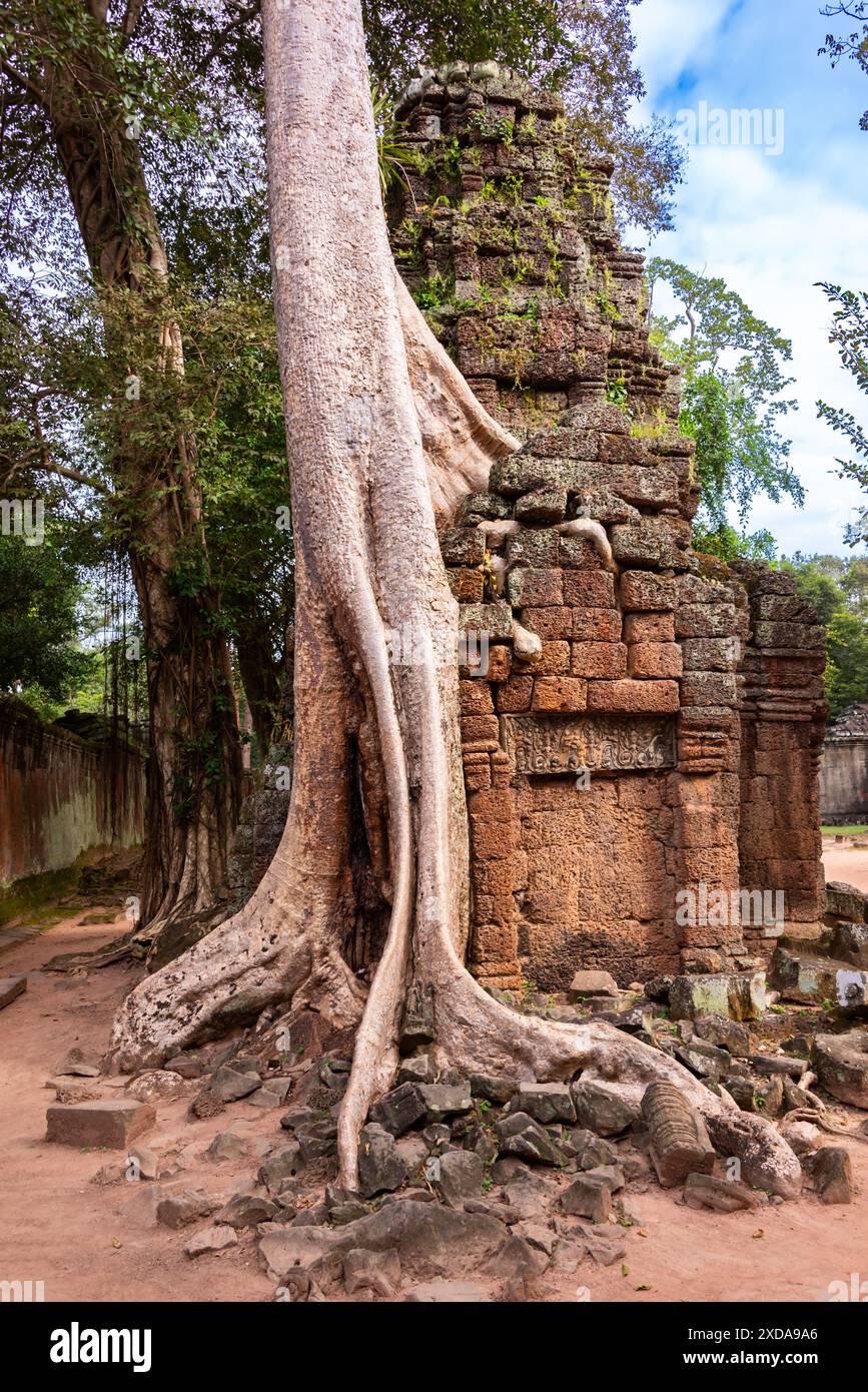 Angkor Thom, ancient temple ruins in Cambodia jungle with trees growing ...