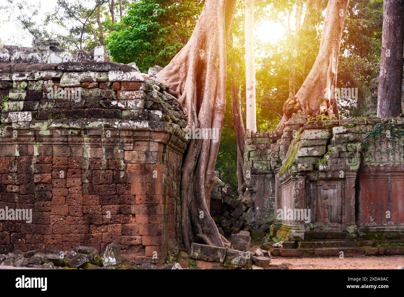 Angkor Thom, ancient temple ruins in Cambodia jungle with trees growing ...