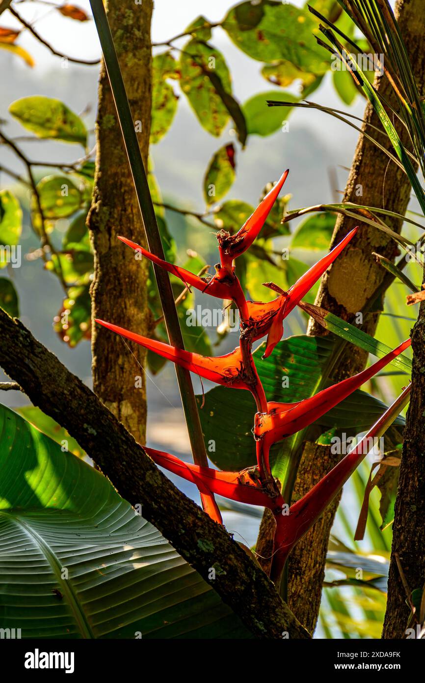 Red native flower, Heliconia acuminata, from the tropical forest ...
