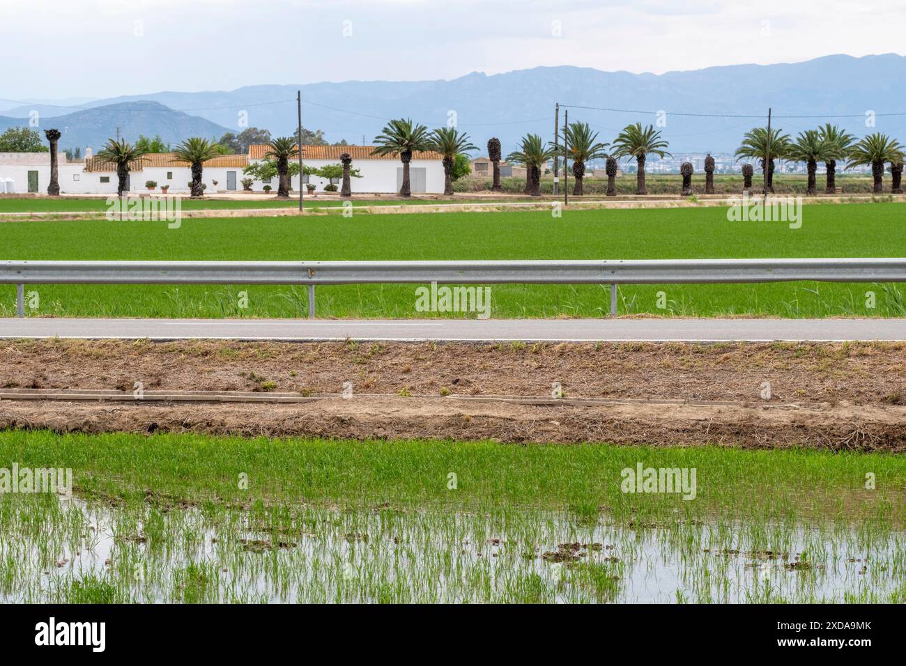 Rice fields white houses in hi-res stock photography and images - Alamy