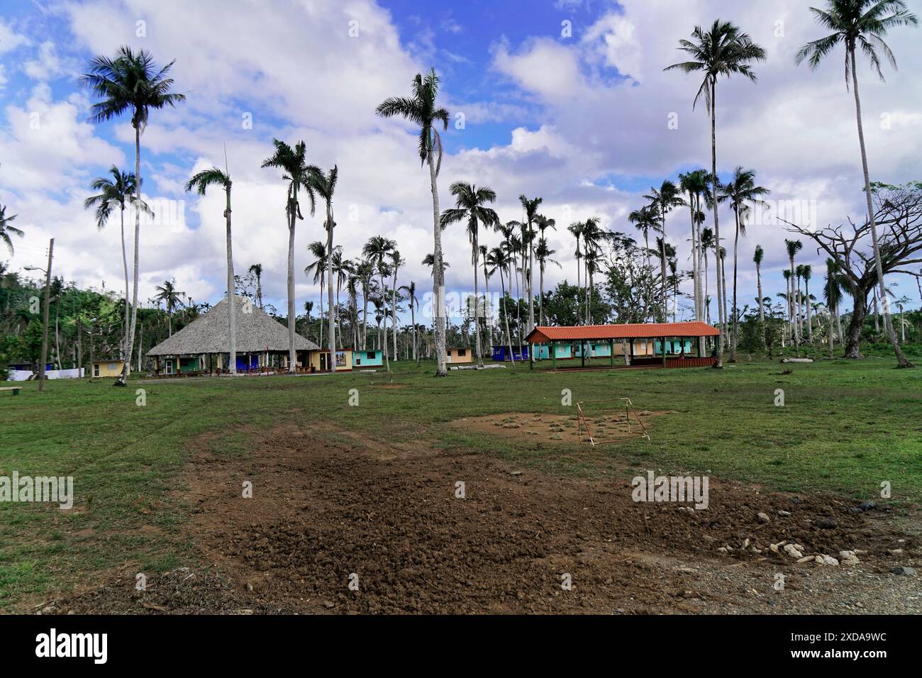 Palm trees, vegetation, Alexander von Humboldt National Park, Cuba ...