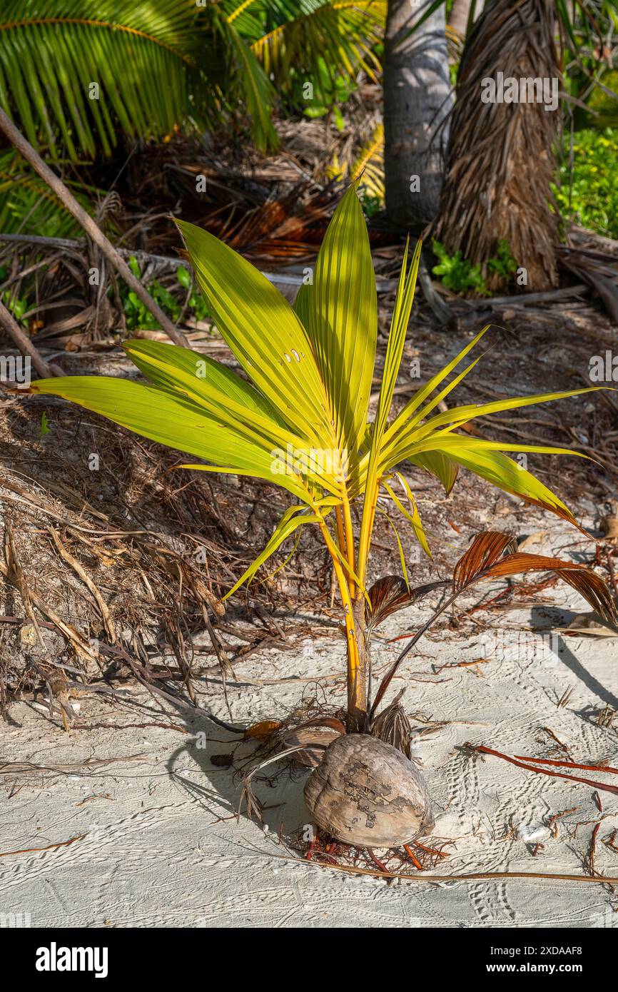 Coconut palm (Cocos nucifera), young plant on a lonely beach, Tikehau ...