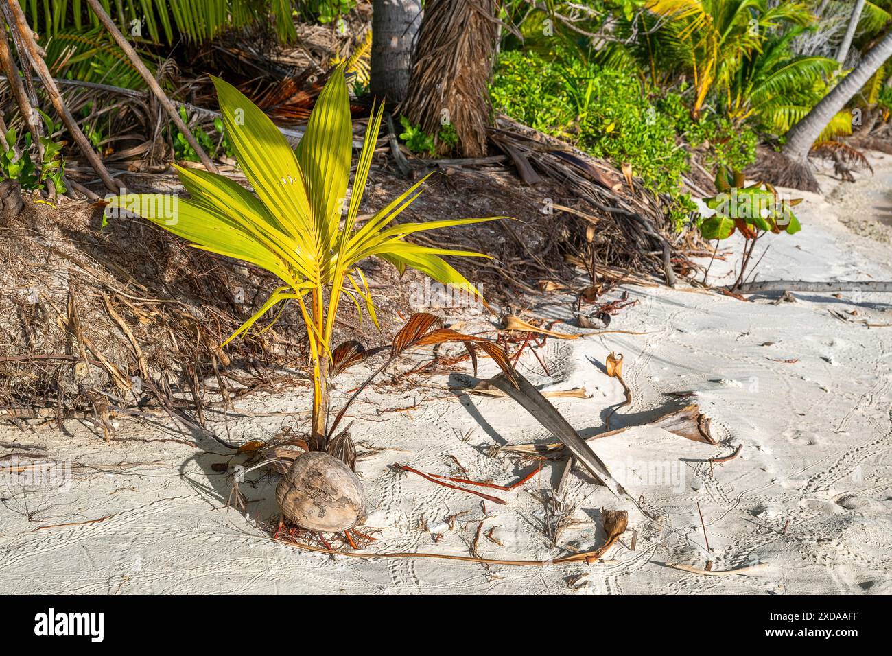 Coconut palm tree seedling hi-res stock photography and images - Alamy